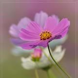 George camera club October winners | George Herald