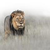 George Camera Club: March winners | George Herald