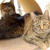 Animals up for adoption | Garden Route SPCA | George Herald