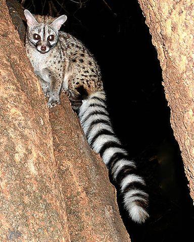 Muskeljaatkat hou inwoners wakker | Suid-Kaap Forum