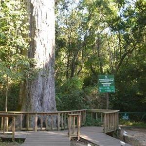 Explore our forests | Knysna-Plett Herald