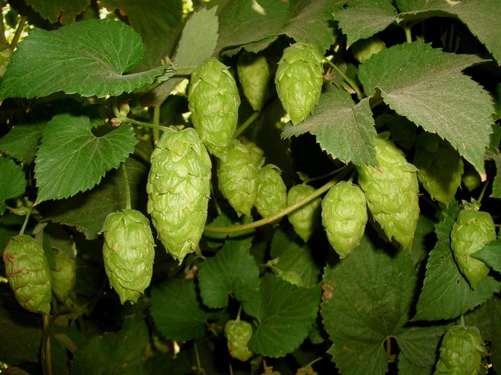 New hop variety created in George | George Herald