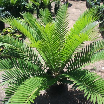 Public can help to save endangered cycads | Mossel Bay Advertiser