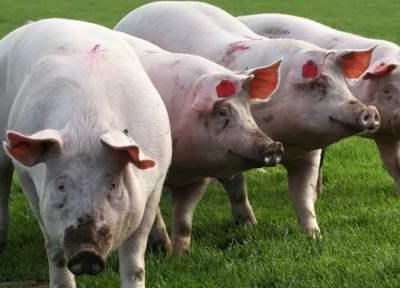 SA pig farming ethical: Sappo | Mossel Bay Advertiser