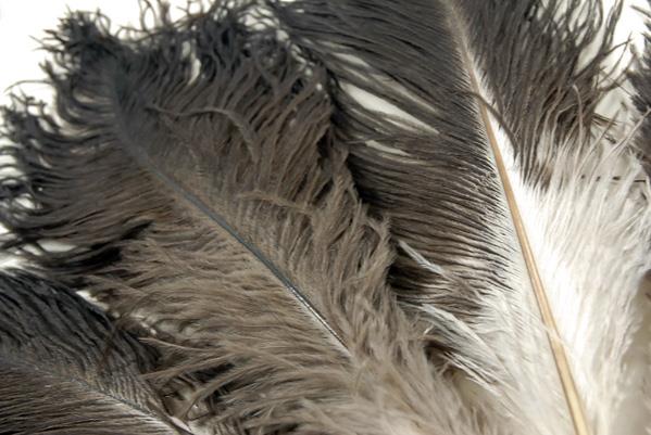 Slag teen volstruisveermisdrywe | Oudtshoorn Courant