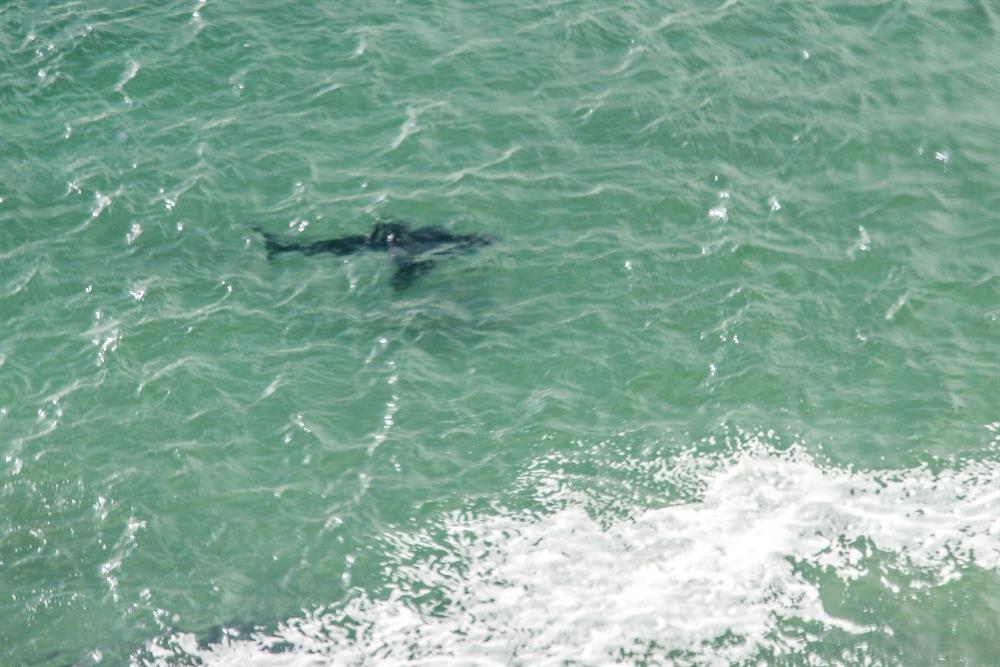 Shark spotted in Plett waters | Knysna-Plett Herald