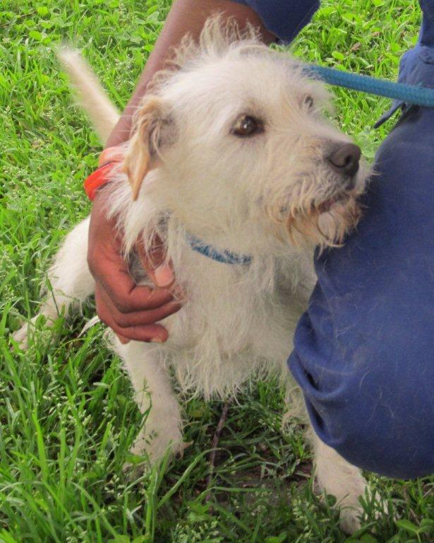 Up for adoption | Garden Route SPCA | George Herald