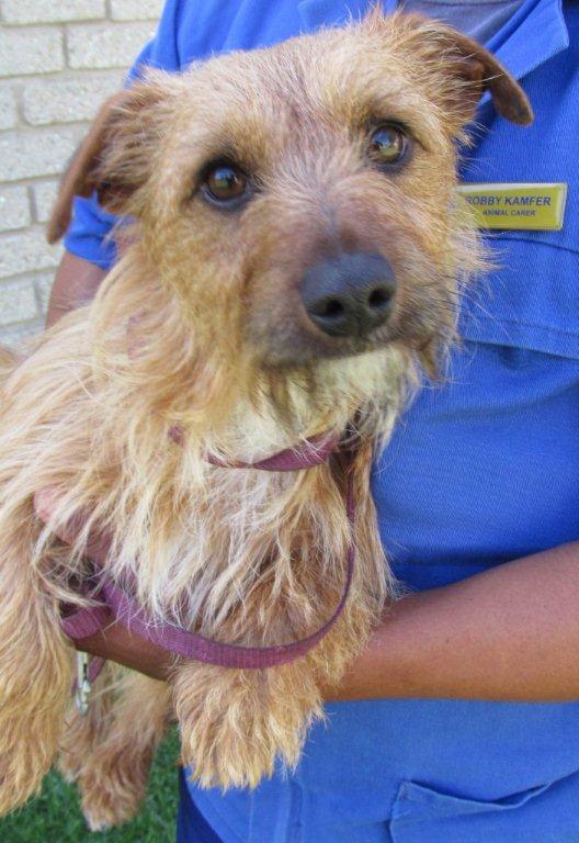 Up for adoption | Garden Route SPCA | George Herald