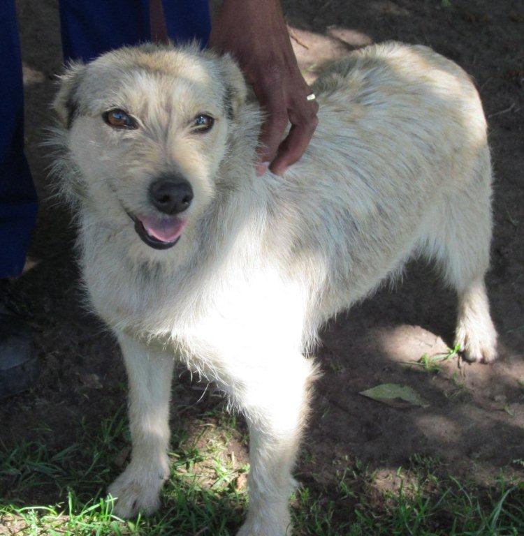 Up for adoption | Garden Route SPCA | George Herald