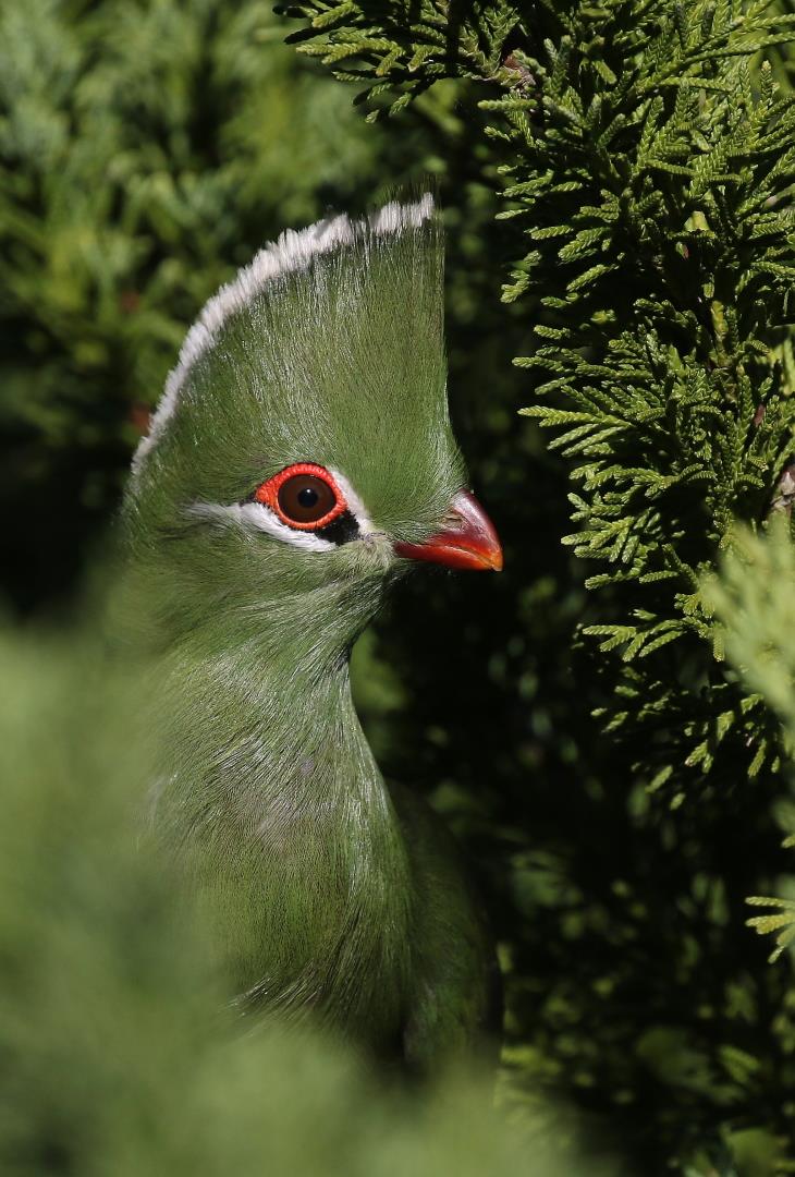 George Camera Club June winners | George Herald