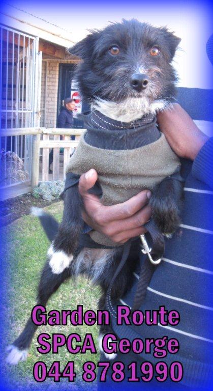 Up for adoption | Garden Route SPCA | George Herald