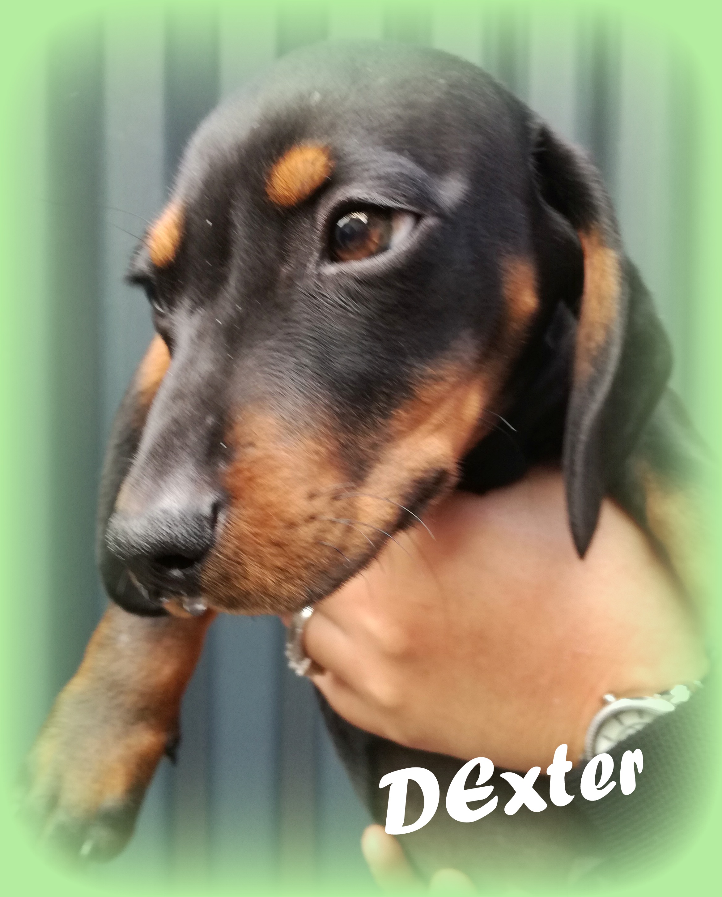 Cats & dogs for adoption at Kaws | Knysna-Plett Herald