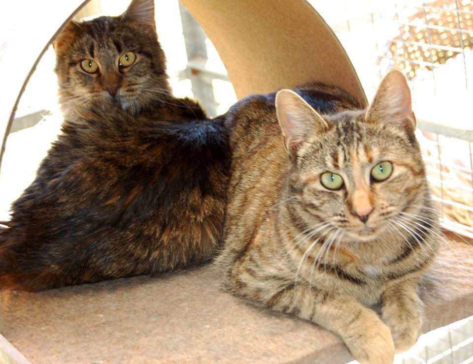 Animals up for adoption | Garden Route SPCA | George Herald