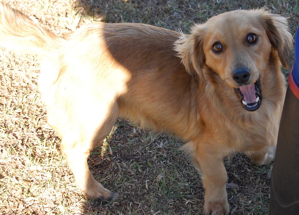 Animals up for adoption | Garden Route SPCA | George Herald