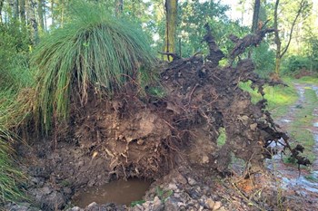 Trees knocked over and damaged by weather | George Herald