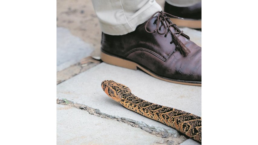Snake season strikes: Stay safe in the Garden Route | George Herald