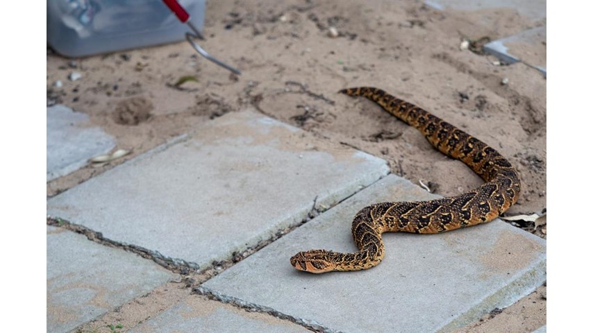 Snake season strikes: Stay safe in the Garden Route | George Herald