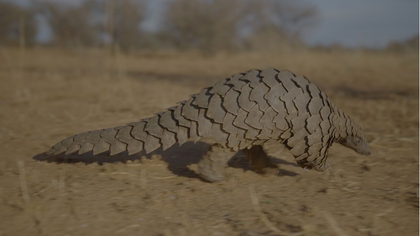 World Pangolin Day 2026: Conservation on a different scale | George Herald