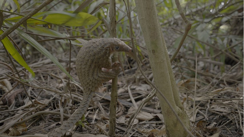World Pangolin Day 2026: Conservation on a different scale | George Herald