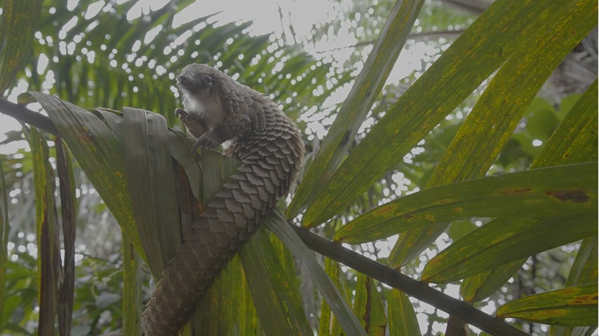 World Pangolin Day 2026: Conservation on a different scale | George Herald