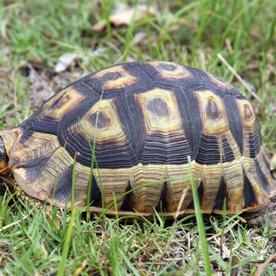 Skilpaaie is nie troeteldiere nie | Suid-Kaap Forum