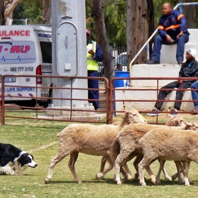 Skaaphonde wys hul slag by Herold fees | Mossel Bay Advertiser