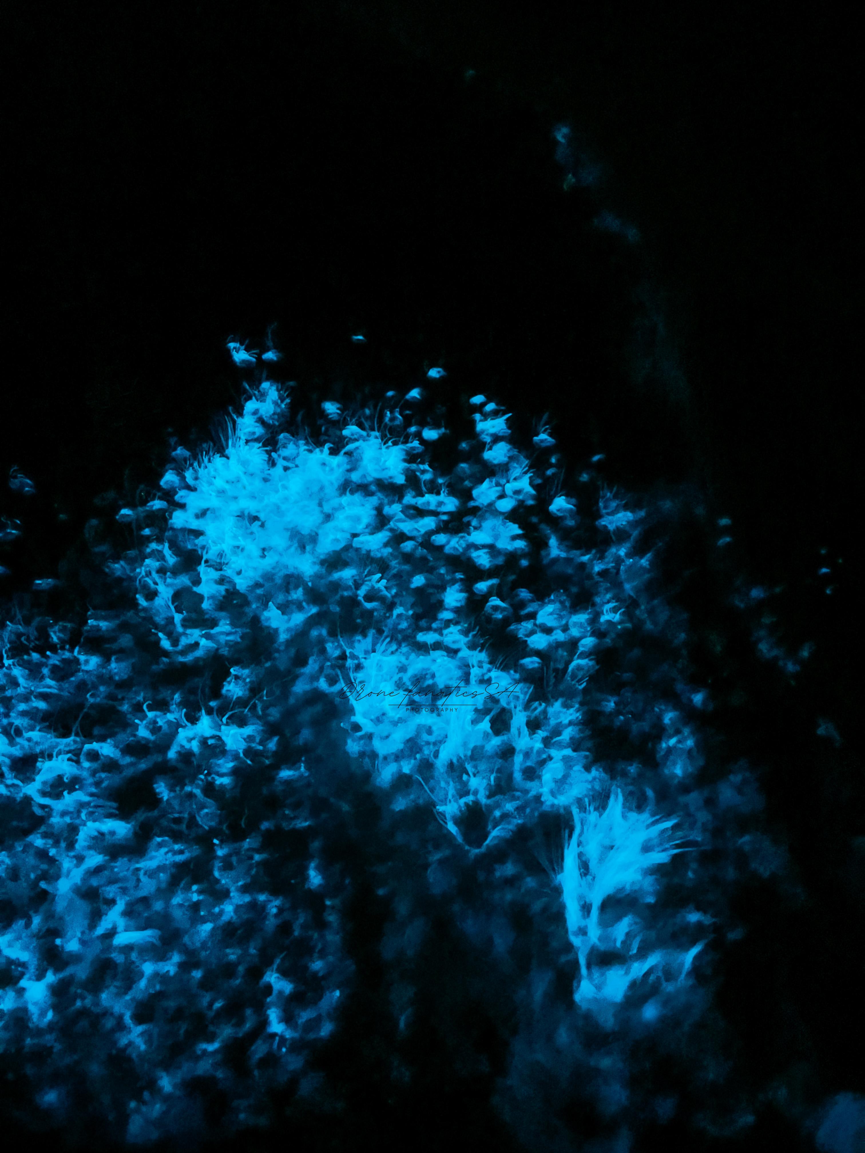 Magical glow lights up local beaches | George Herald