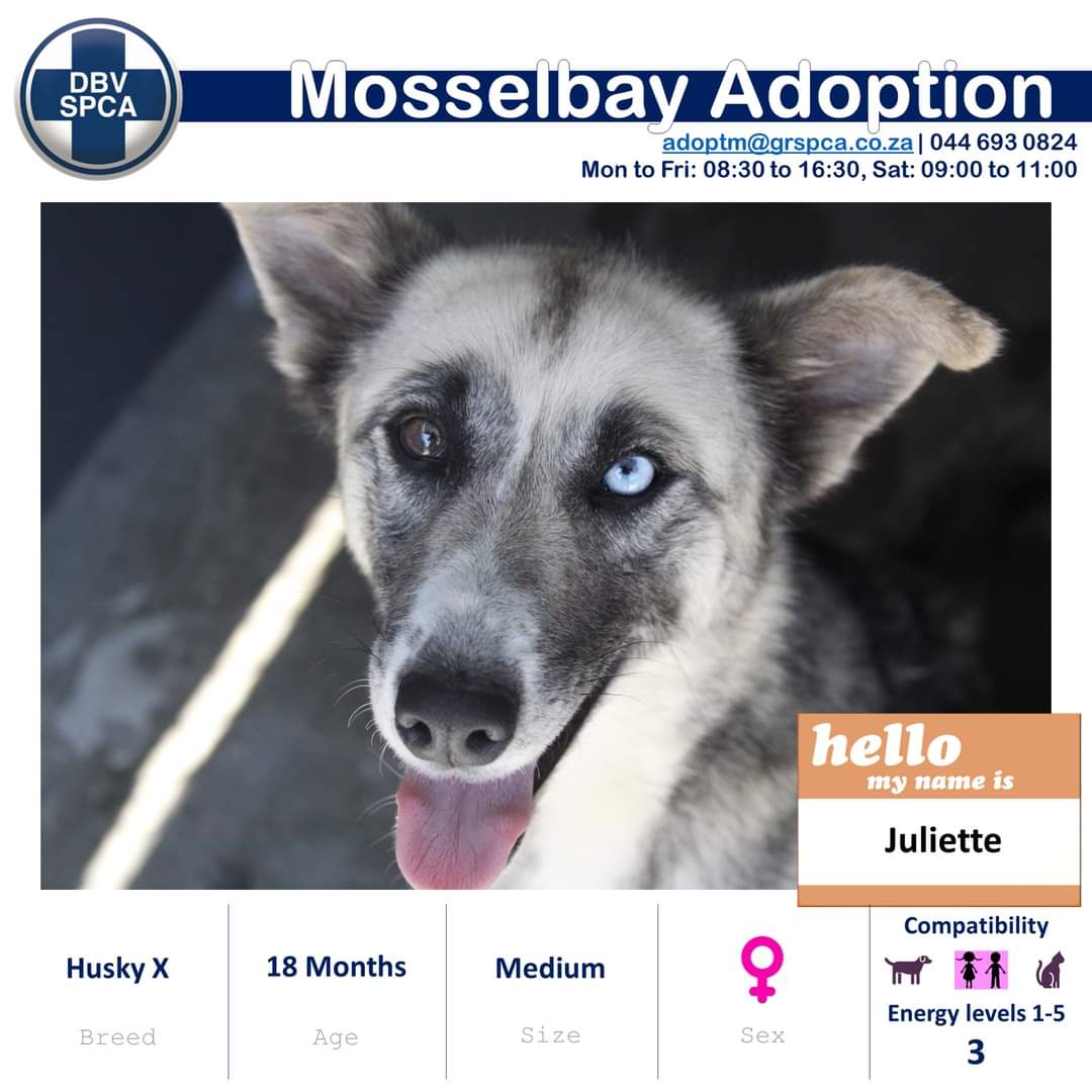 Diere vir aanneming by DBV | Mossel Bay Advertiser