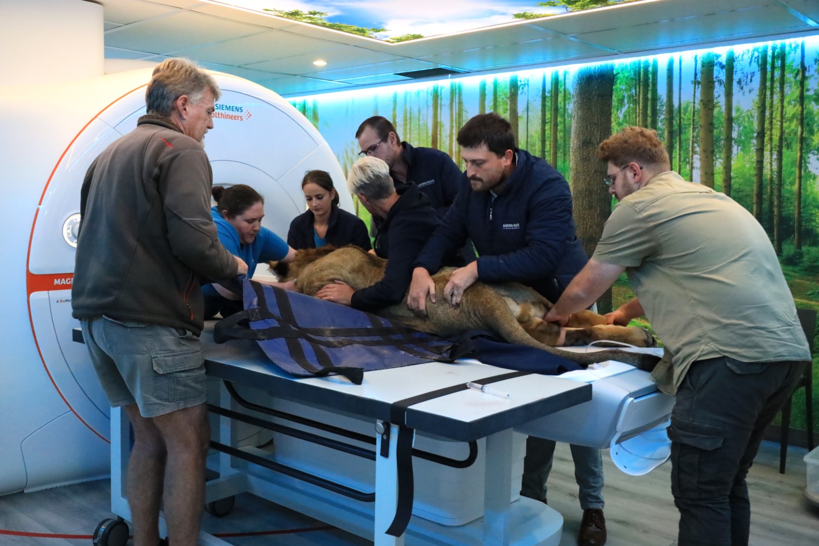 Big cat, big scan, big moment - lion cub gets MRI in George | George Herald