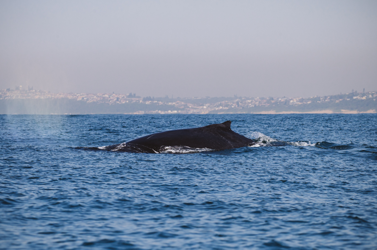 Interesting facts about the majestic giants of the ocean | Mossel Bay ...