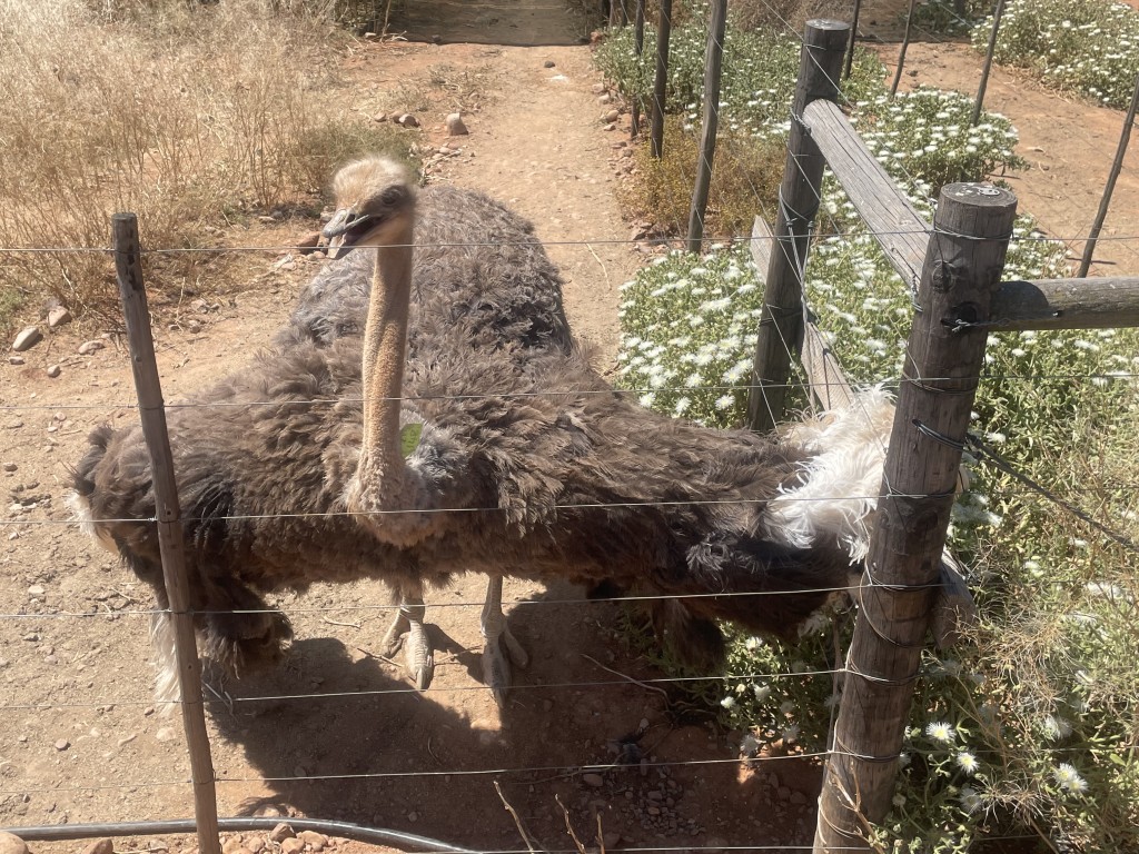 Making ostriches fly for small farmers in South Africa | George Herald