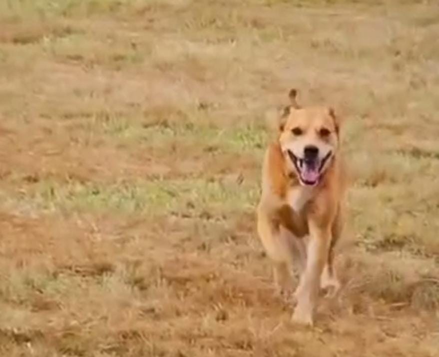Meet Toffee - A gentle soul Looking for a second chance | George Herald