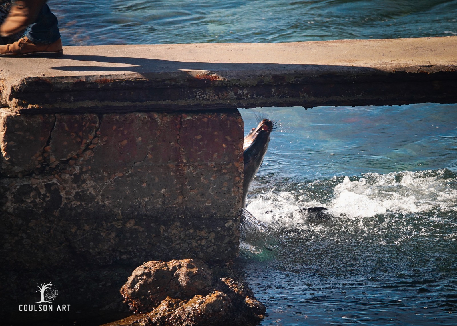 Mossel Bay seal euthanised after aggressive behaviour - LNN - Network News