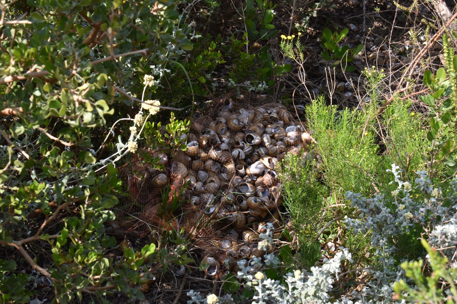 Informal camps, snail shells, dumped meat found during walk | Mossel ...