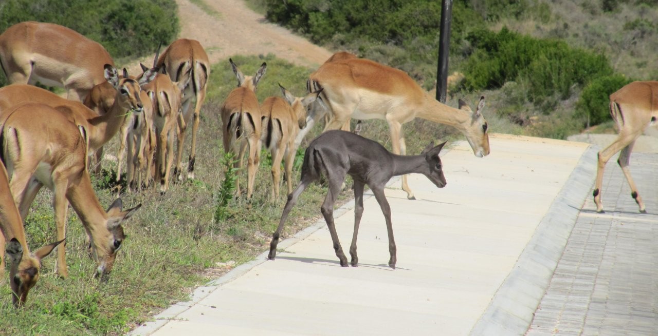 Swart rooiboklammetjie maak sy merkwaardige verskynsel | Mossel Bay ...