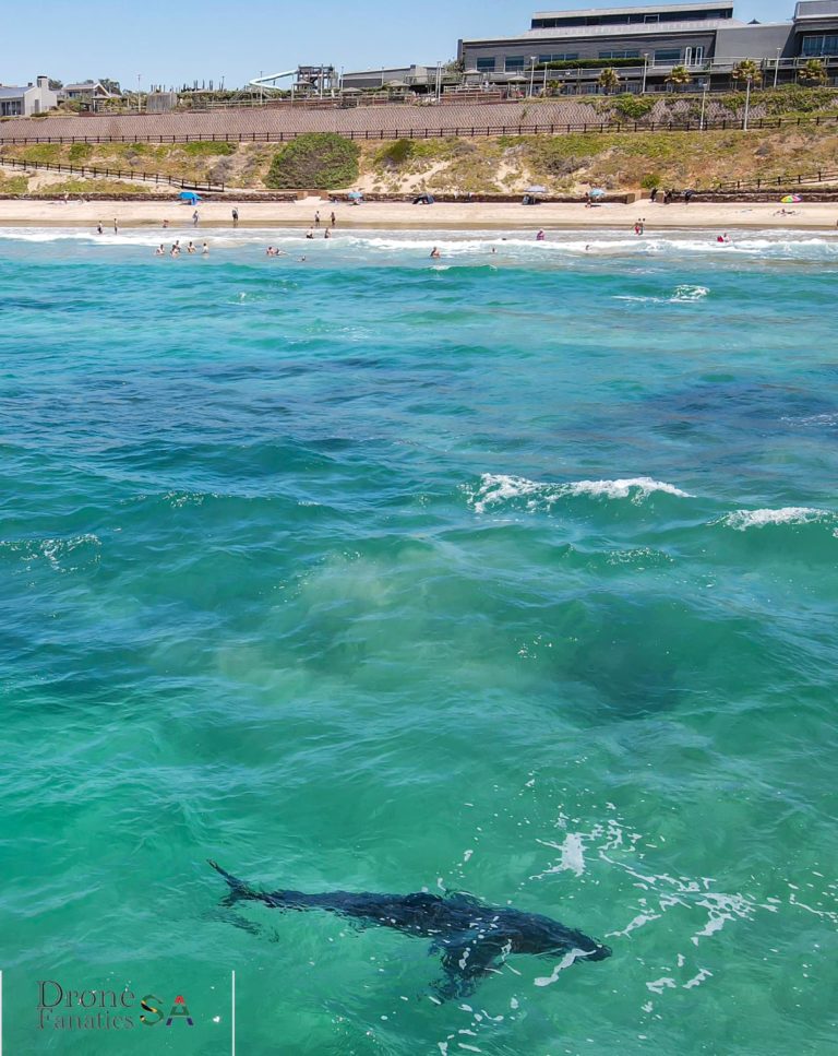 Beachgoers seen swimming in Mossel Bay despite shark sighting | Mossel ...
