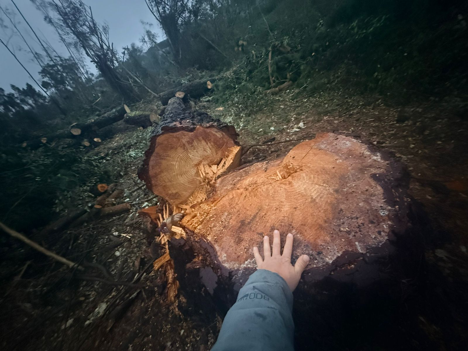 Residents up in arms over ongoing tree removal in green belt | George ...