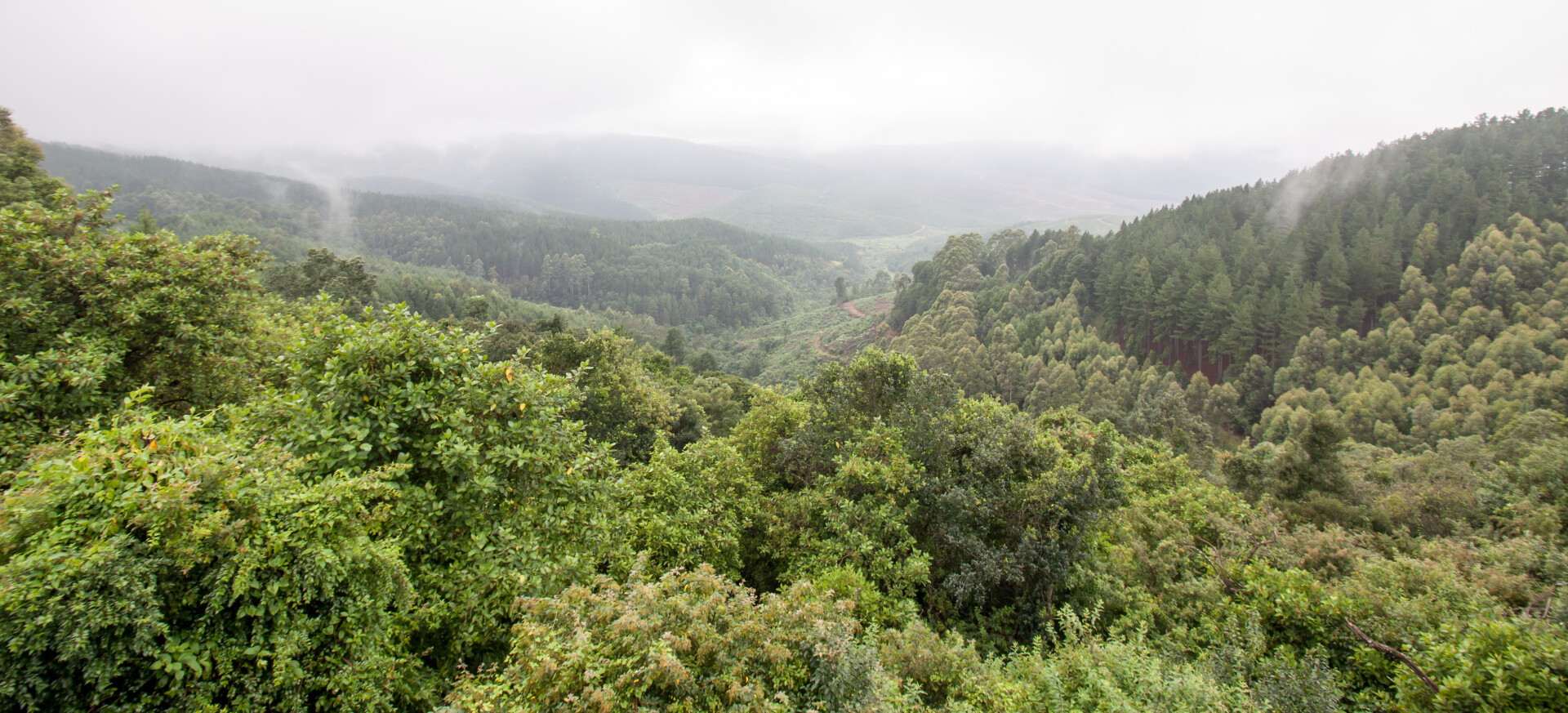 How South Africa’s planted forests are guardians of indigenous trees ...