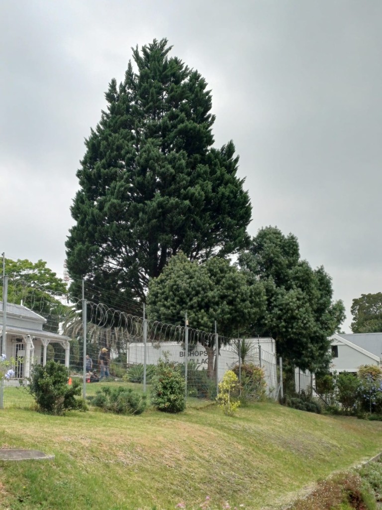Tears shed as old cypress tree comes down | George Herald