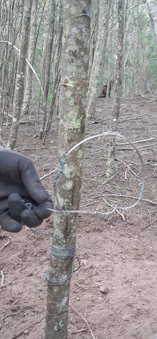 Lost dog found caught in barbed wire snare | George Herald