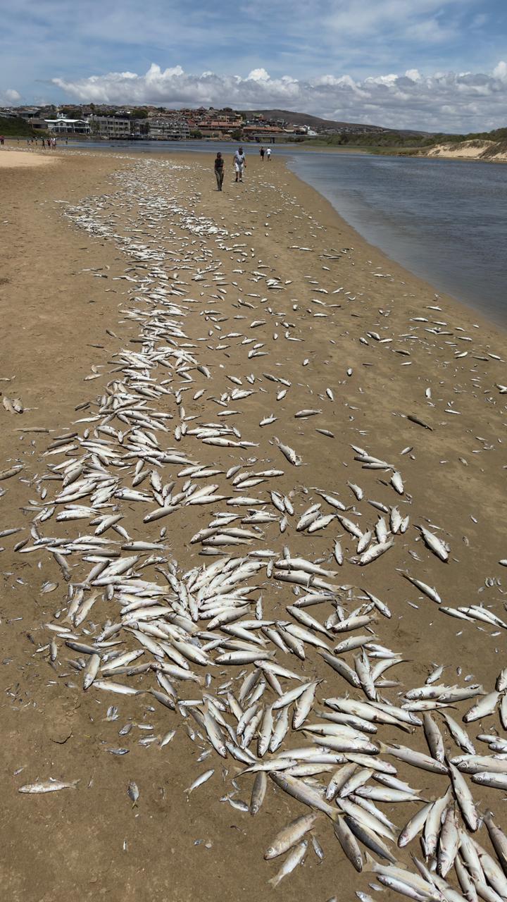 Thousands of Hartenbos River fish dead | Mossel Bay Advertiser