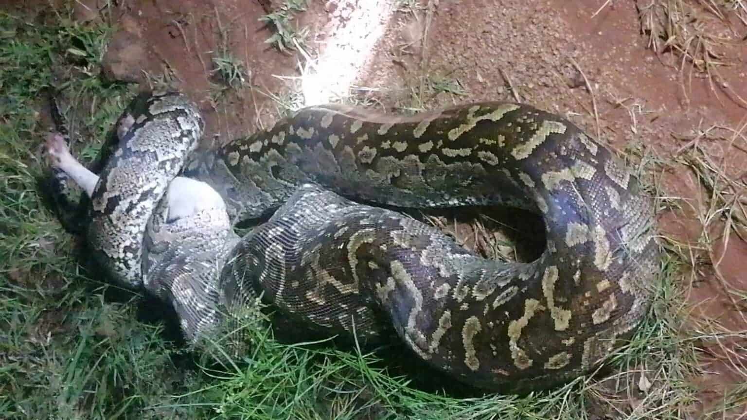 4.1m long python swallows pit bull whole | Knysna-Plett Herald