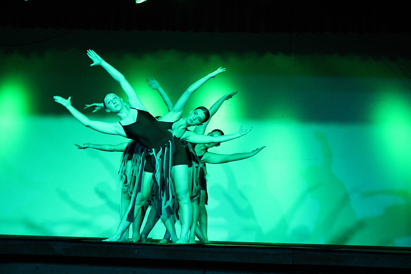 Yorkies dance to the rhythm of their hearts | George Herald