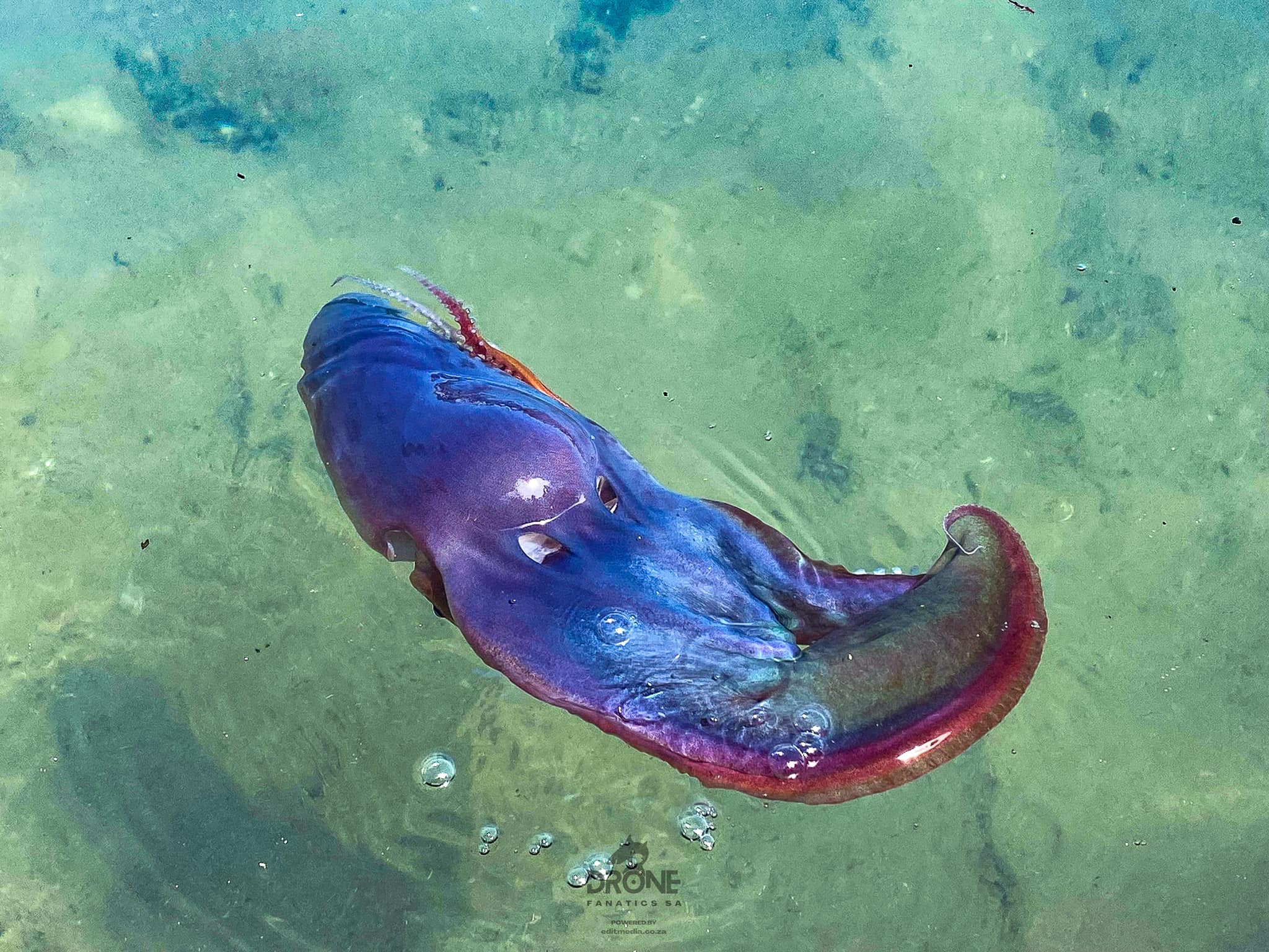 Rare encounter: Blanket octopus seen at harbour | Mossel Bay Advertiser