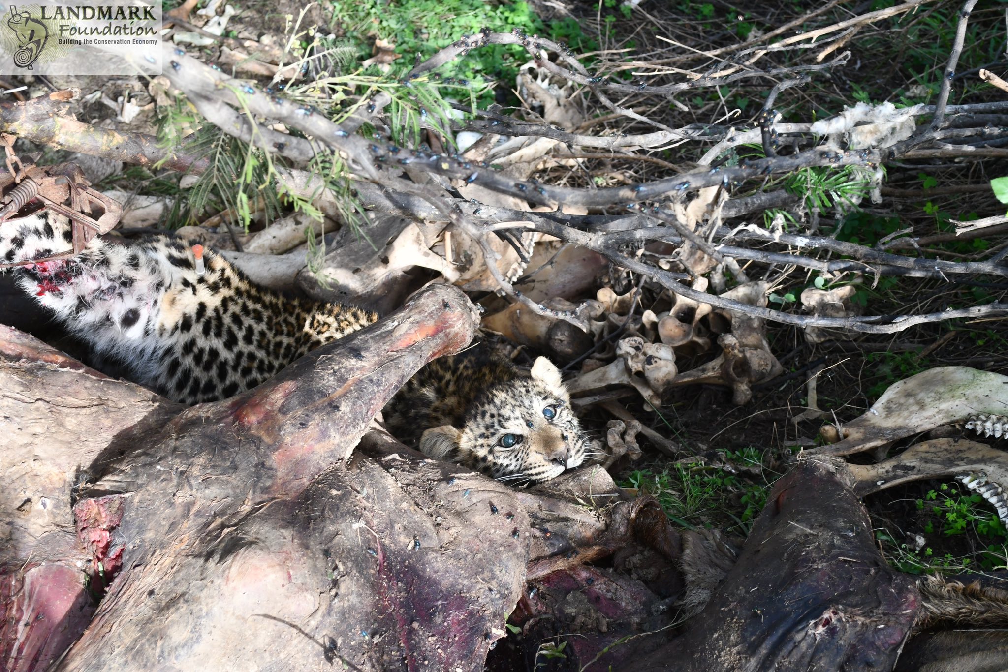 Gin trap leopard death in the Western Cape: No winners in latest ...