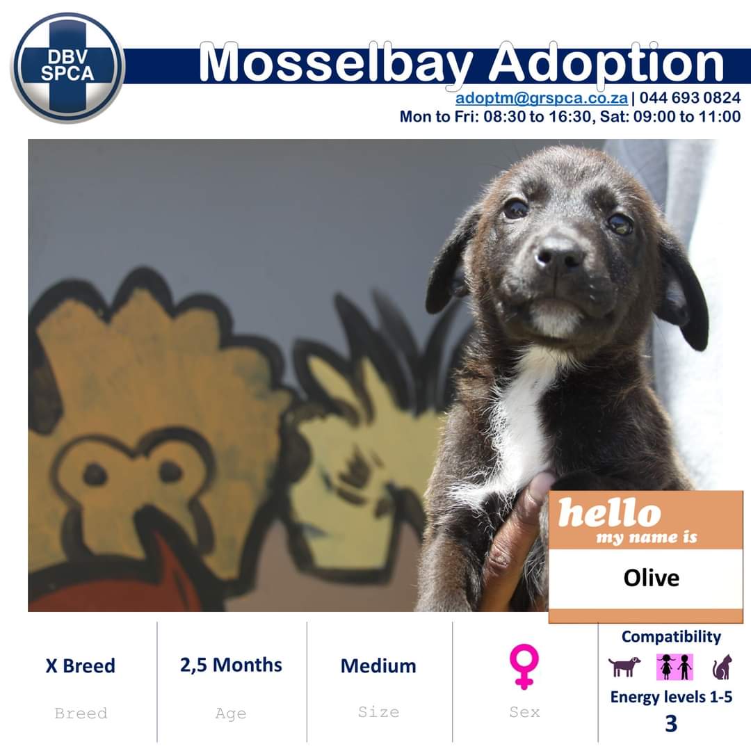 Diere vir aanneming by DBV | Mossel Bay Advertiser