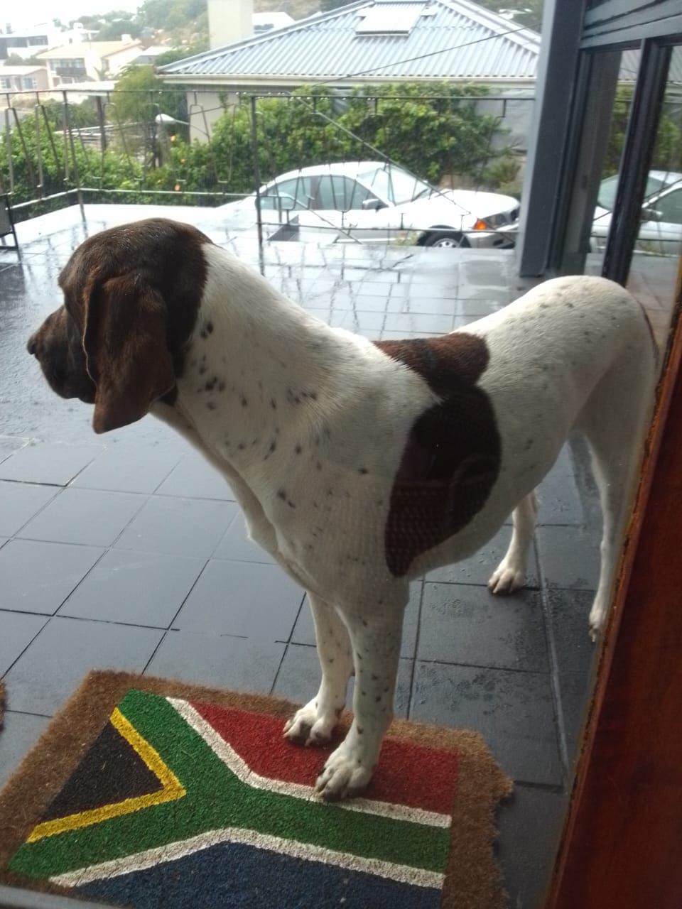 Story of the return of Max, the dog | Mossel Bay Advertiser