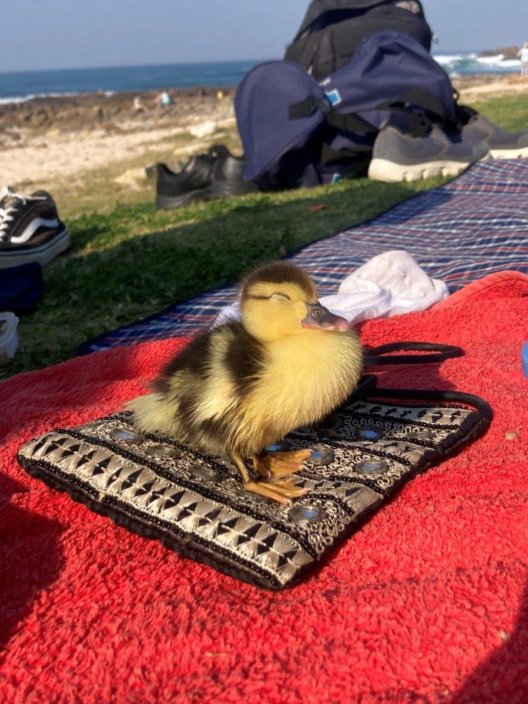 Gesoute makoue draai koppe op die strand | Mossel Bay Advertiser