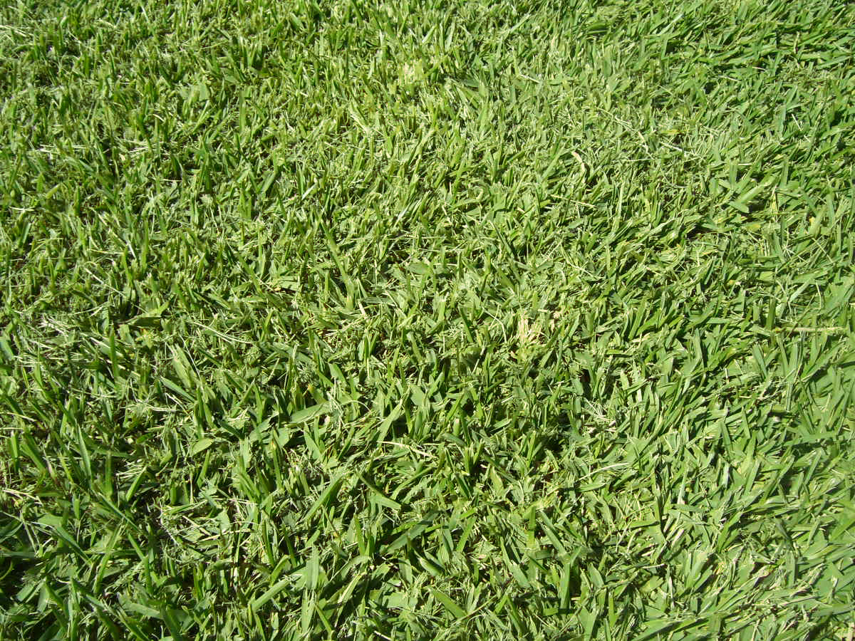 Water-wise lawns: Lawn of the future | George Herald