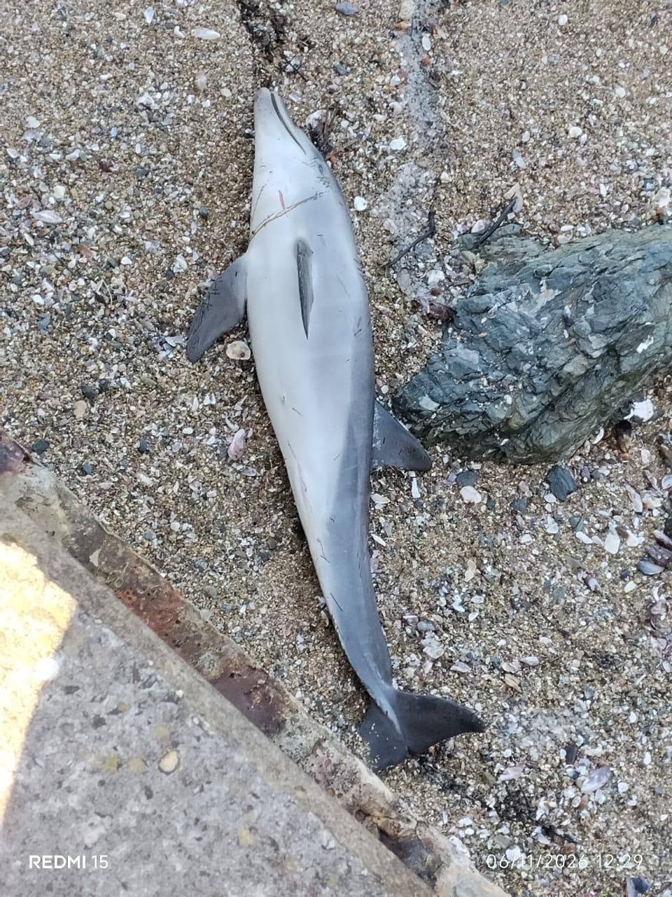 Dead baby dolphin recovered at Herolds Bay | George Herald